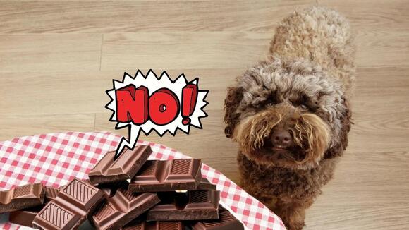 Why Chocolate is Poison for Your Dog - NewsBreak