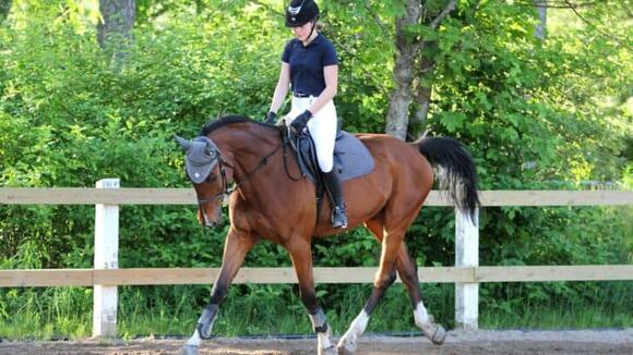 14 Best Horse Breeds for Beginner Riders - NewsBreak