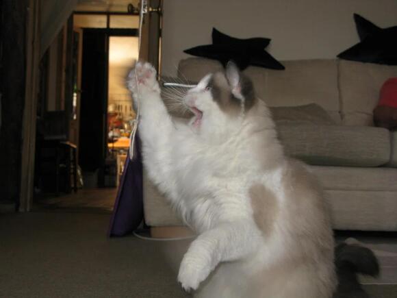 The Most Dog-Like Cat Breeds Ranked by Behavior - NewsBreak