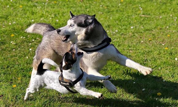 The 10 Most Aggressive Small Dog Breeds Backed by Behavior Reports ...