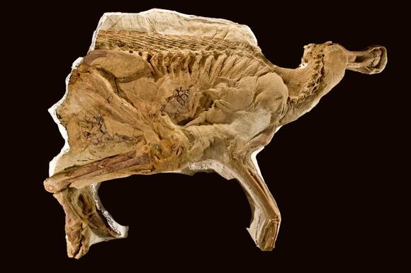The Truth About Soft Tissue in Dinosaur Fossils – And Why It’s Not DNA ...
