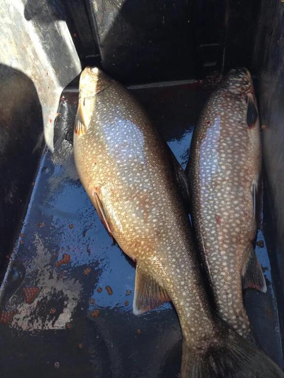 Studies: Climate change, lake trout could impede Yellowstone Lake ...