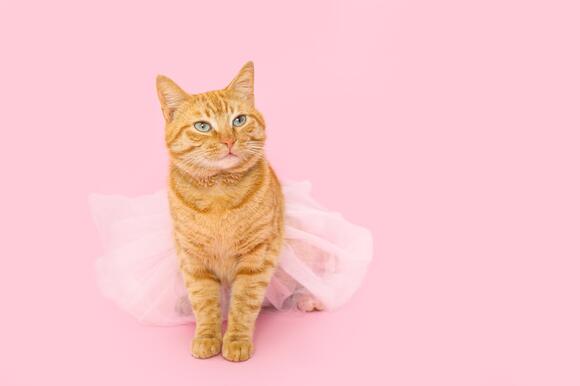 Orange Cat's 'Little Purrmaid' Dress Is 'Under the Sea' Princess ...