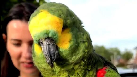 84-Yr-Old Abused Parrot Finally Finds His Happy Ending With Loving ...
