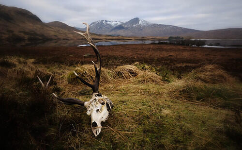 10 Common Animal Skulls Found in the Wild (And What They Mean) - NewsBreak