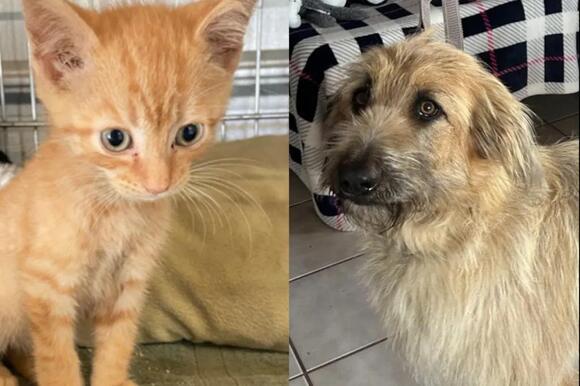 Humane Society Pets of the Week – March 5, 2024