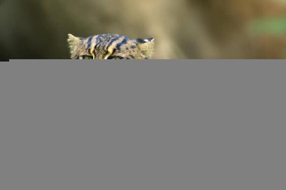 12 Wild Cats Most People Do not Even Know Exist - NewsBreak