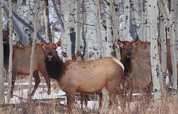 Apply Now For Deer, Elk, And Moose Hunts In Utah's 2026 Season - NewsBreak
