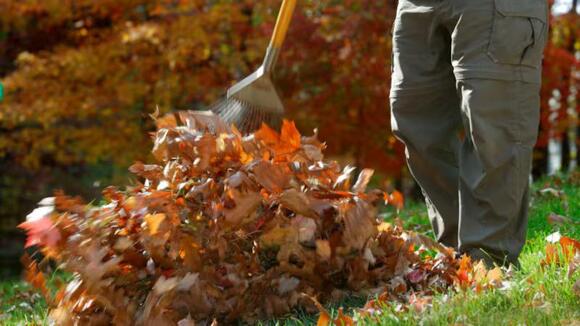 Unsure what to do with your excess leaves in Traverse City? Check out ...