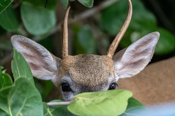 It’s Nearly Impossible to Find the Deer Hidden in This Photo - NewsBreak