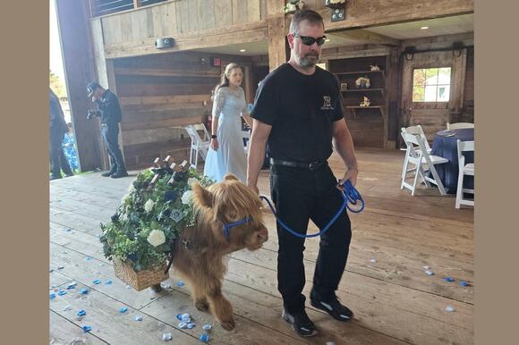 Book A Mini Highland Cow For Unforgettable Wedding Memories In New ...