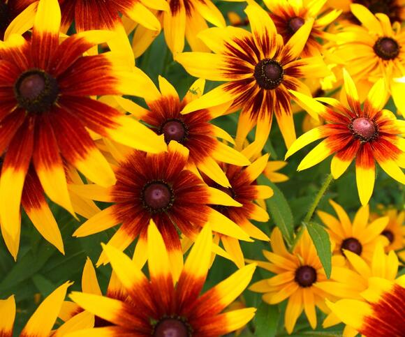 This Hot and Cold Color Trick Magically Makes Small Yards Feel 10 Feet ...