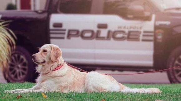 Beloved Walpole Police Dog Rebel Passed Away After 8 Years of Service ...