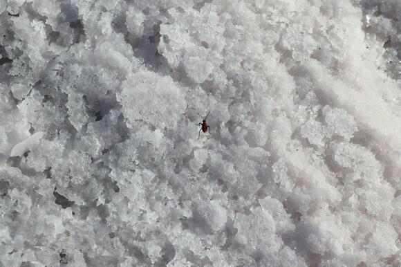 Snow Fleas in Texas? What to Know After Ice and Snow - NewsBreak