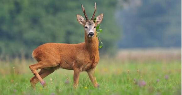 Stag Vs Deer: What’s the Difference? - NewsBreak