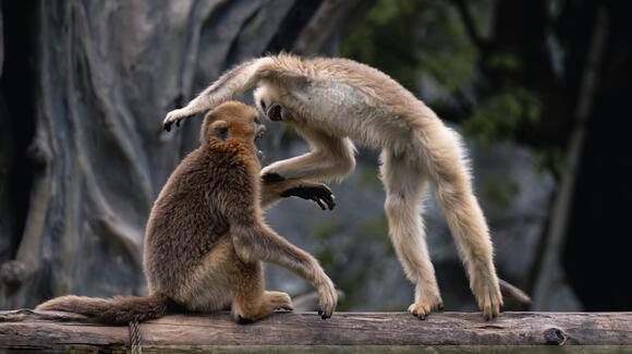 The Monkey That Stole Cocktails and Started Bar Fights - NewsBreak