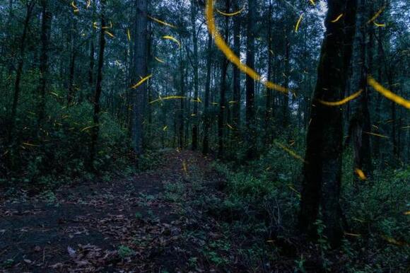 Firefly season is here: When to watch for summer’s flashing lights ...