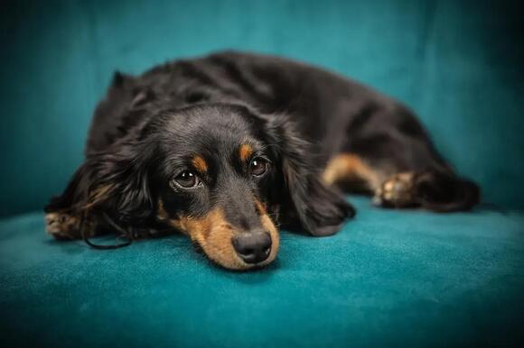 10 Things That Change in a Dog the Day Their Owner Brings Home a New ...