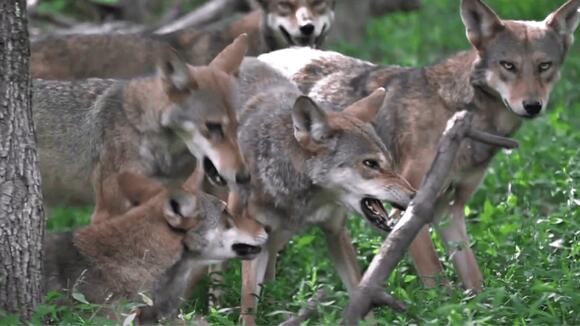 Why Red Wolves Are Only Found in North Carolina’s Wilds - NewsBreak