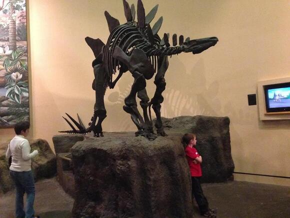 Paleontologists Just Uncovered The Most Complete Stegosaurus Skeleton ...