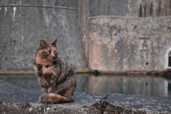 10 Destinations Where Cats Roam Freely Alongside Locals - NewsBreak