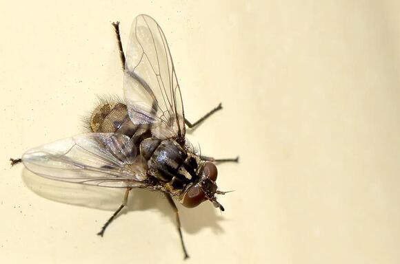 Oregon Biting Flies: 6 Species and How to Protect Yourself - NewsBreak
