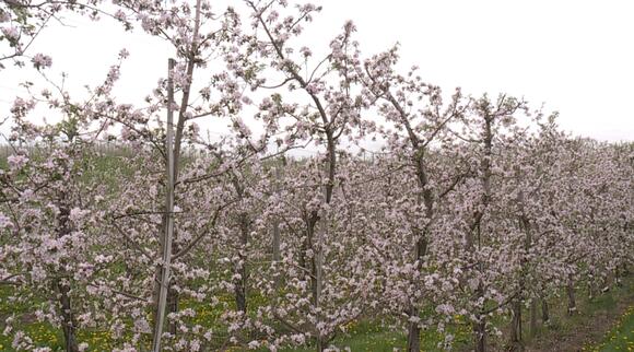 Apple farmers fend off last cold snap