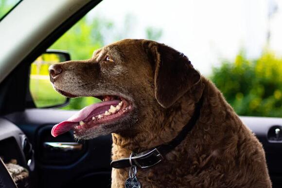 CDC simplifies controversial rules for bringing dogs into the US