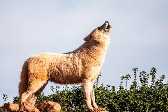 10 Things You Didn not Know Wolves Do in Winter - NewsBreak