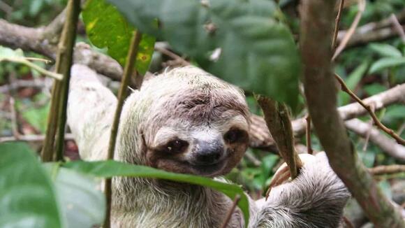 Best Global Destinations for Seeing Sloths in the Trees - NewsBreak