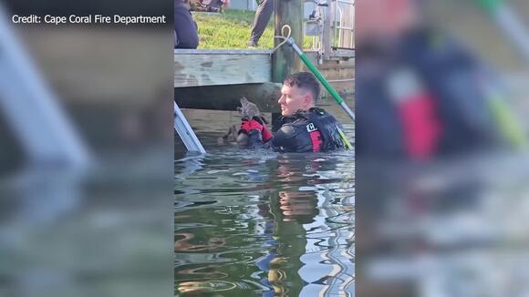 WATCH: ‘Dog’ rescued from Florida canal turns out to be coyote pup ...