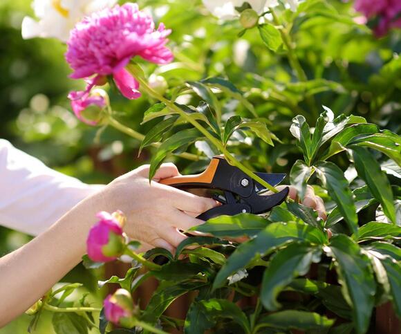 What to Do With Peonies in June to Unlock a Stunning Show of Flowers ...