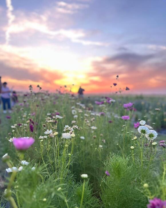 A Canyon Flower Farm Is Opening to the Public and You Need to Know ...