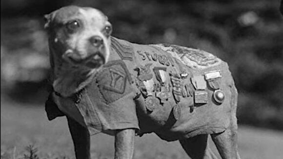 12 Famous Dogs From American History You Need to Know - NewsBreak