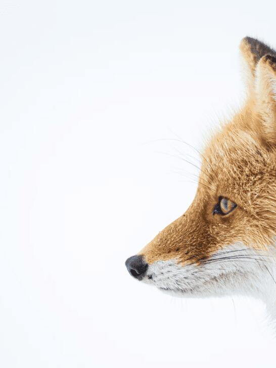Meet The Largest Fox Species - NewsBreak