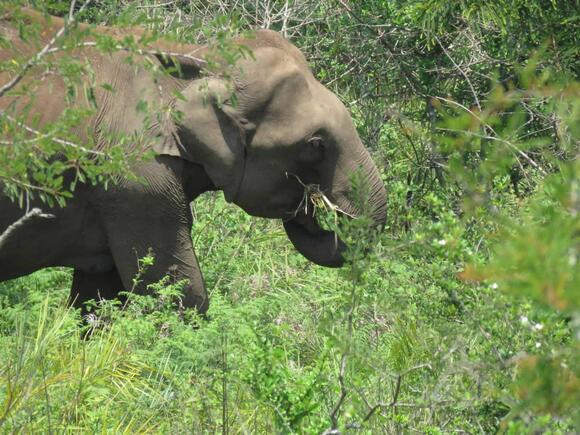 11 Species We Thought Were Extinct — But Are Still Alive - NewsBreak