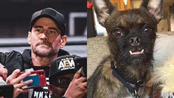 CM Punk And AJ Lee’s Dog Larry Has Passed Away - NewsBreak