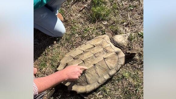 Huge endangered snapping turtle, somehow loose in Mass., rescued from ...