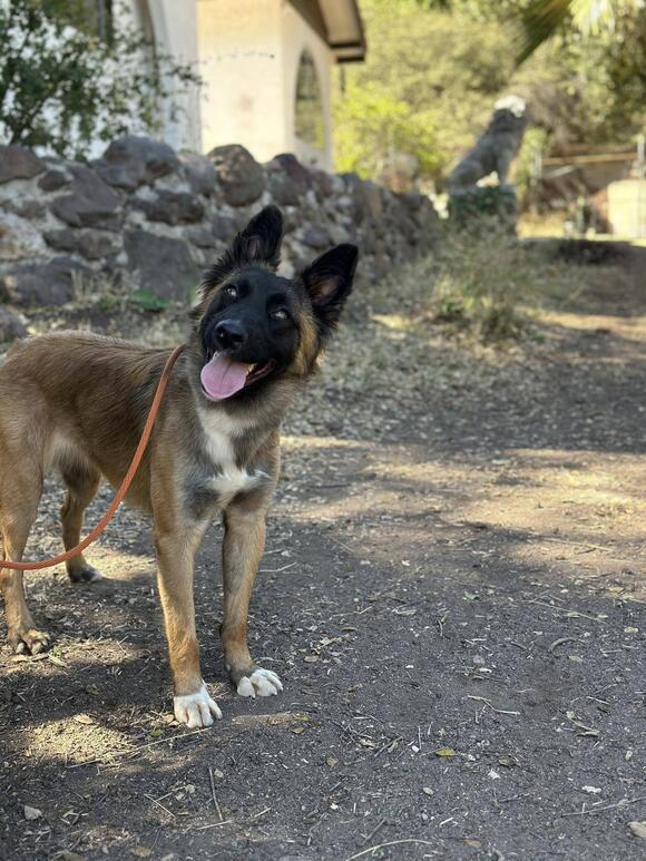 San Diego, CA Residents: Your Future Dogs Best Friend Awaits! - NewsBreak