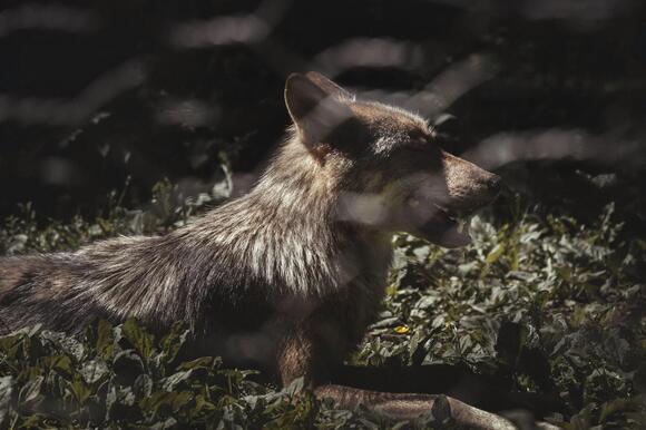 What Should You Do If You See a Wolf In Your Minnesota Backyard - NewsBreak