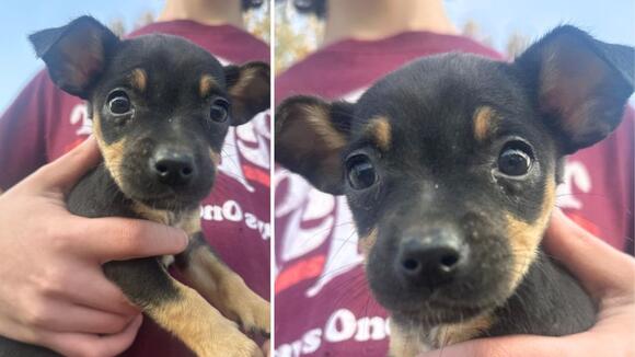 Meet Suki Shortcake: The Tiny 3lb Toy Terrier Mix Puppy Looking For ...