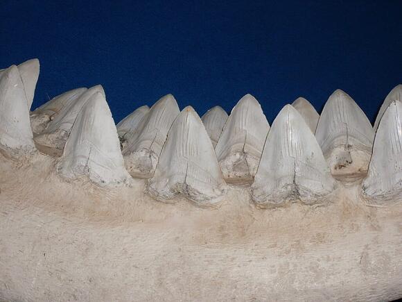 The Largest Megalodon Tooth Ever Found Just Shocked Scientists - NewsBreak