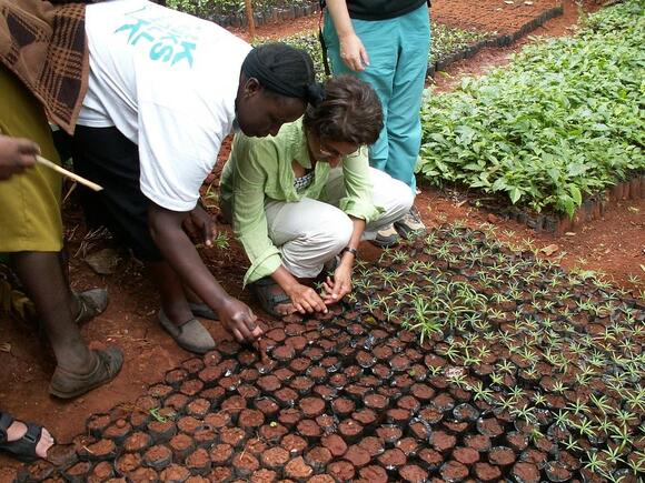 How Wangari Maathais Green Belt Movement Helped Combat Deforestation in ...