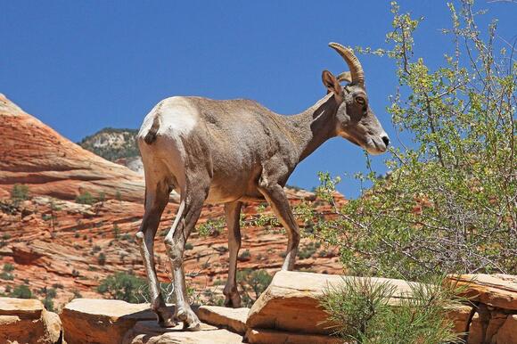 Meet The 10 Most Popular Animals Of Colorado - NewsBreak