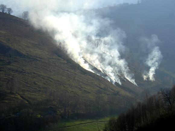 Fireproof Flora: How Some Plants & Trees Need Flames to Reproduce ...