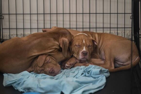 Luna Reigns Supreme As America’s Favorite Pet Name - NewsBreak