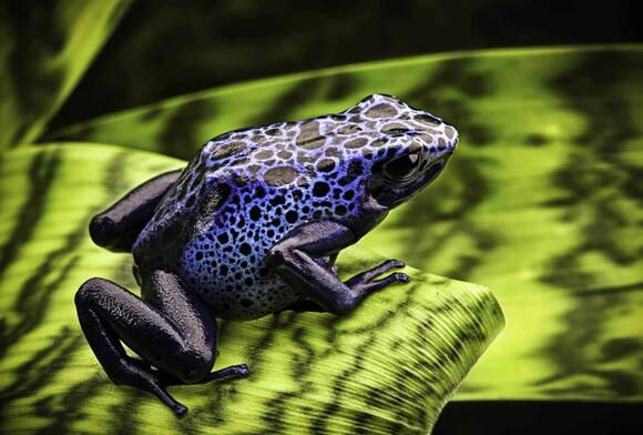 The Top 21 Most Dangerous Predators Found in the Amazon Rainforest ...