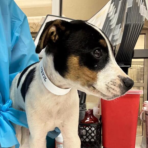 🐶 Playful, Loyal & Loving Dogs Ready for Adoption in Birmingham - NewsBreak