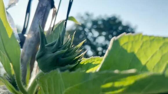 Indiana man appears to reclaim national sunflower record, despite ...