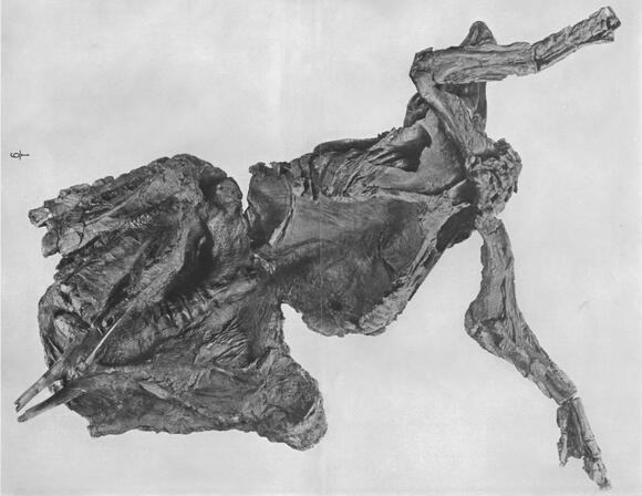 5 Fossils So Well Preserved, Scientists Found Skin or Organs - NewsBreak